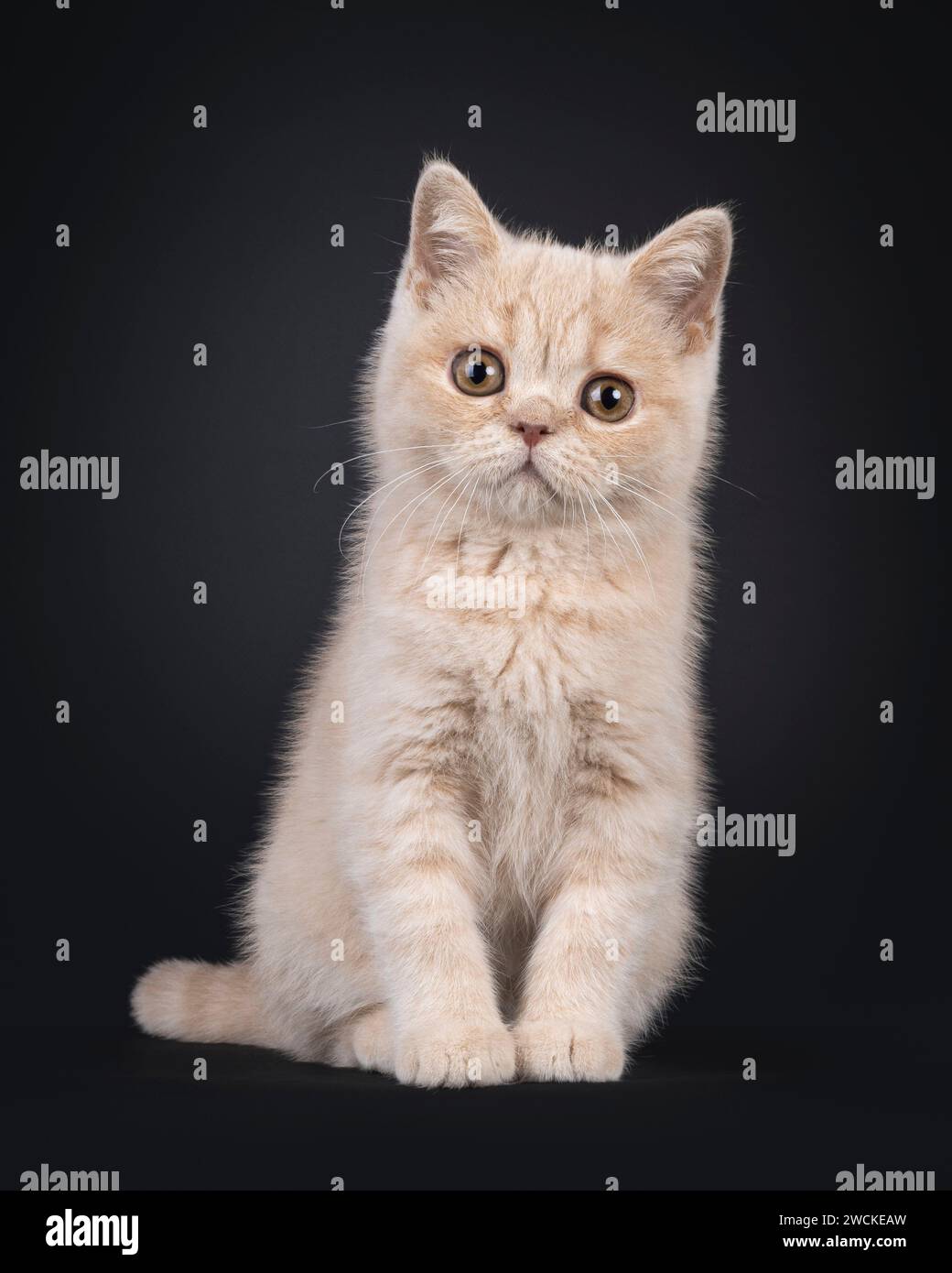 Cute British Shorthair cat kitten, sitting up facing front. Looking to ...