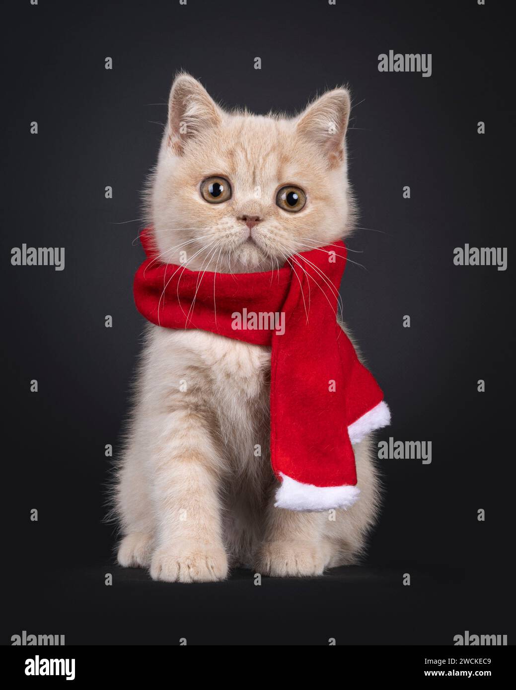 Cute British Shorthair cat kitten, sitting up facing front wearing red ...