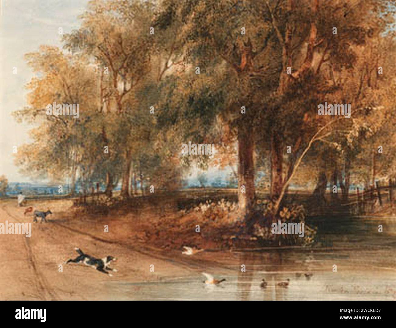 A woodland scene with a dog chasing ducks(112202 Stock Photo - Alamy