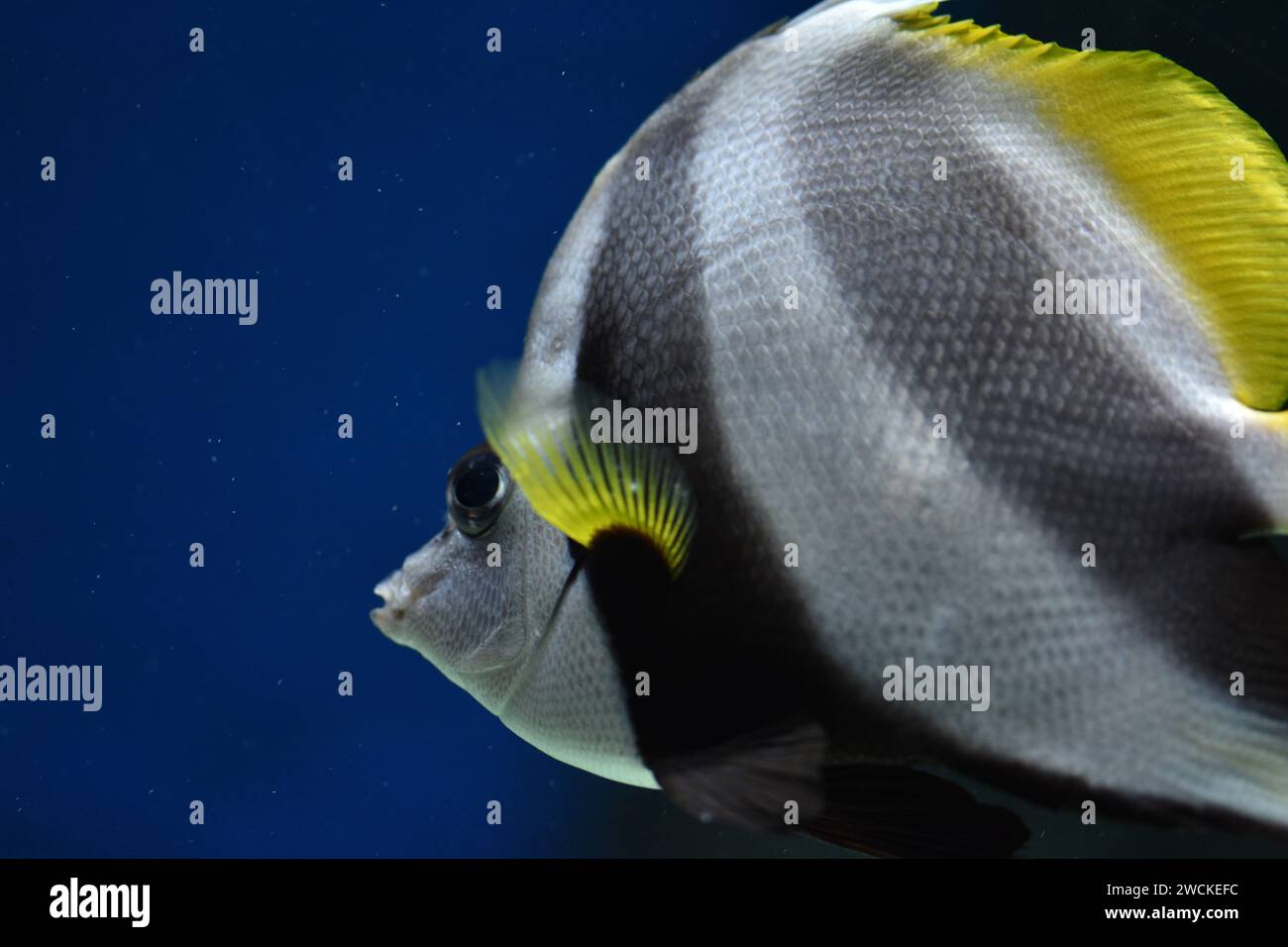 Aquarium wildlife hi-res stock photography and images - Alamy