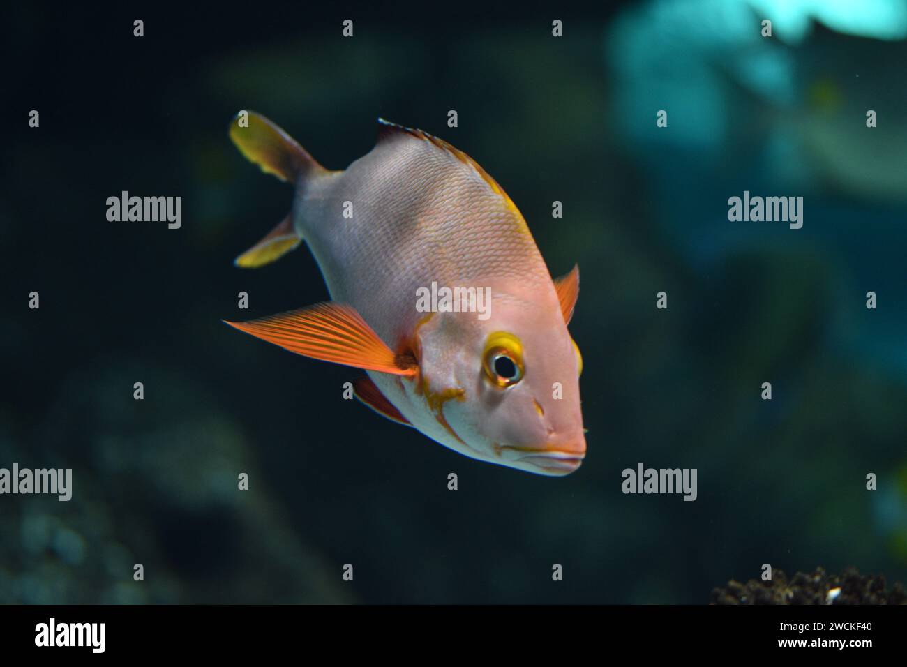 sharp image of fish in aquarium Stock Photo - Alamy