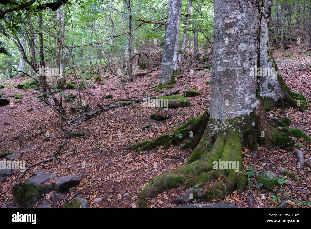 Aran Valley, Spain, forests, rivers, waterfalls, mountains Stock Photo ...