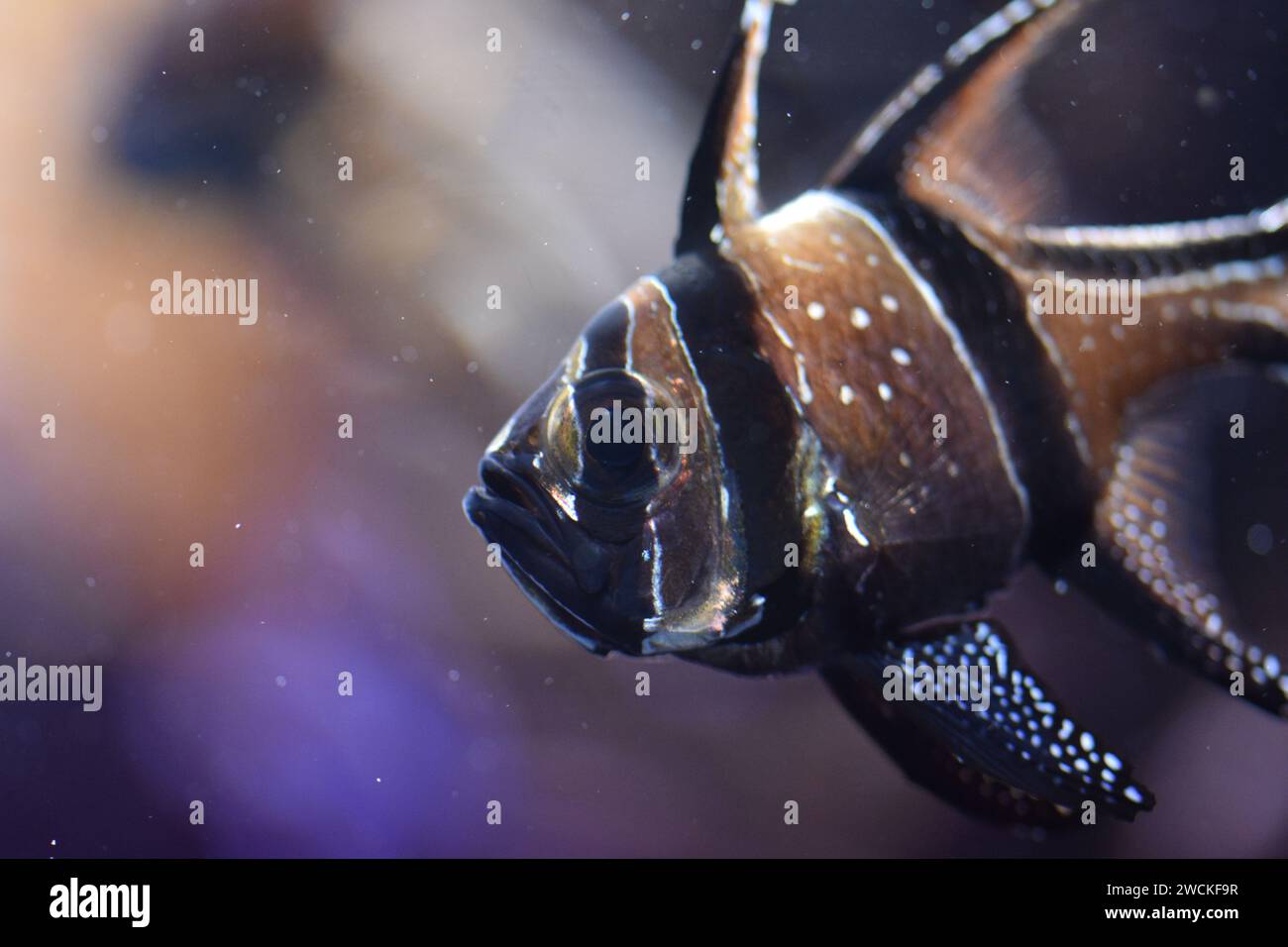 sharp image of fish in aquarium Stock Photo - Alamy