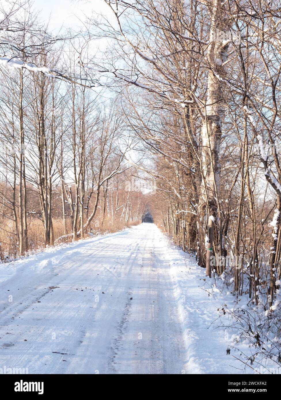 White birch trees roadside hi-res stock photography and images - Alamy