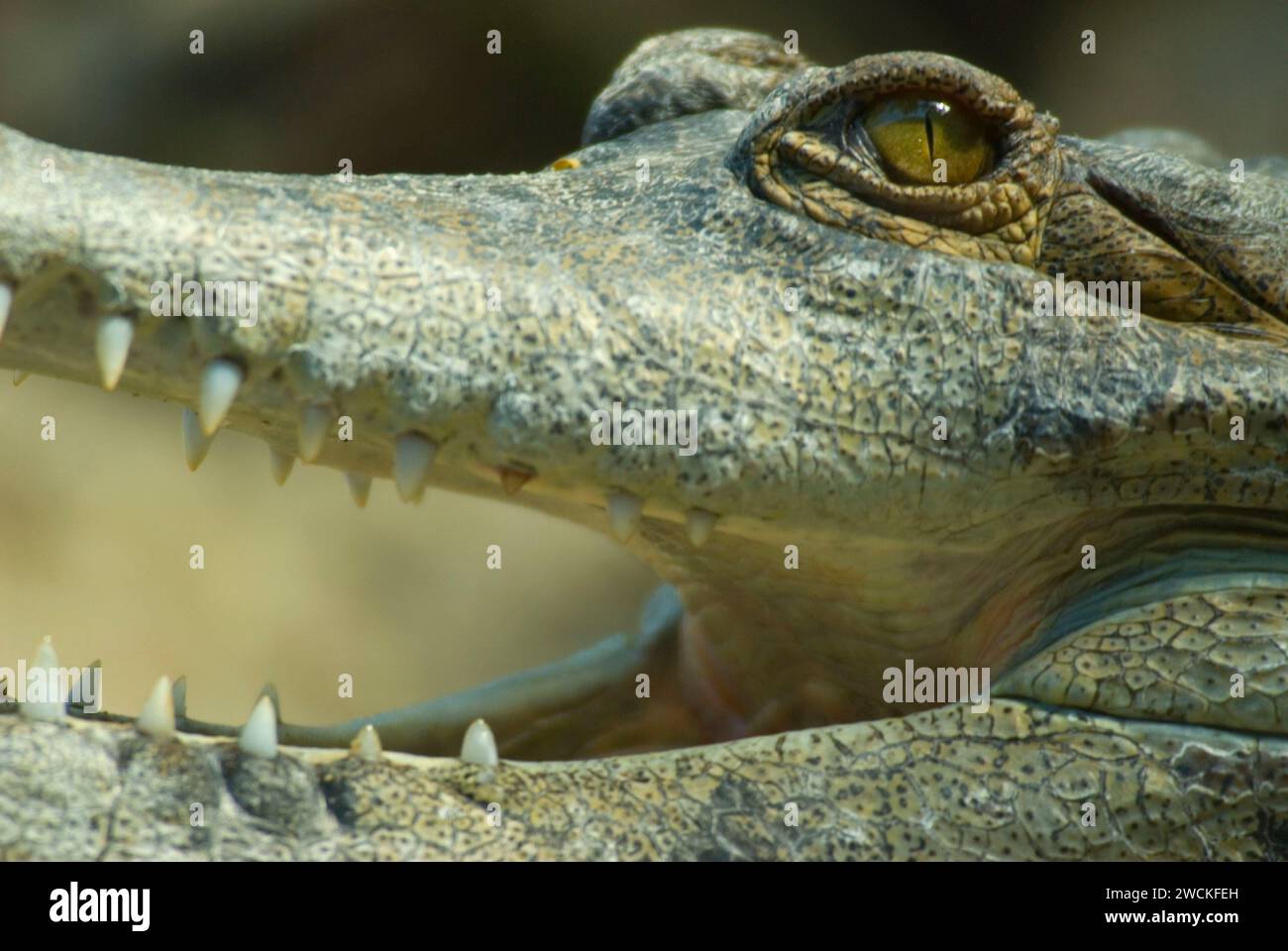 Slender snouted crocodile hi-res stock photography and images - Alamy