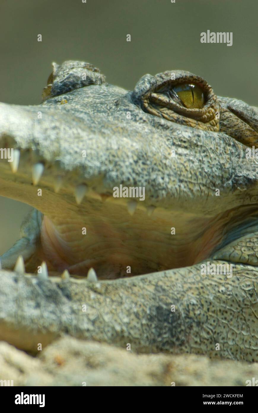 African slender-snouted crocodile, San Diego Zoo, Balboa Park, San ...