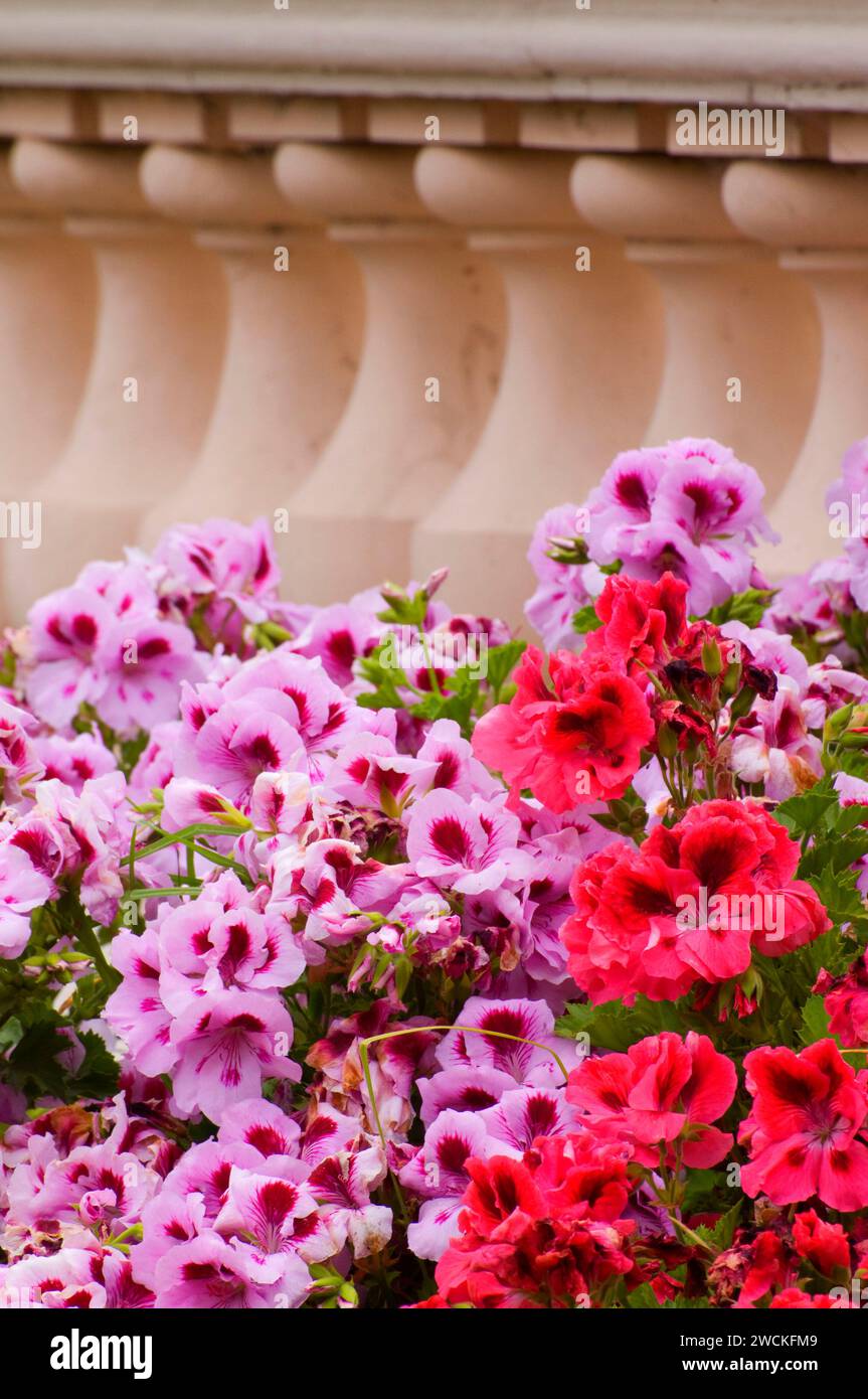 El Prado fence with flowers, Balboa Park, San Diego, California Stock ...