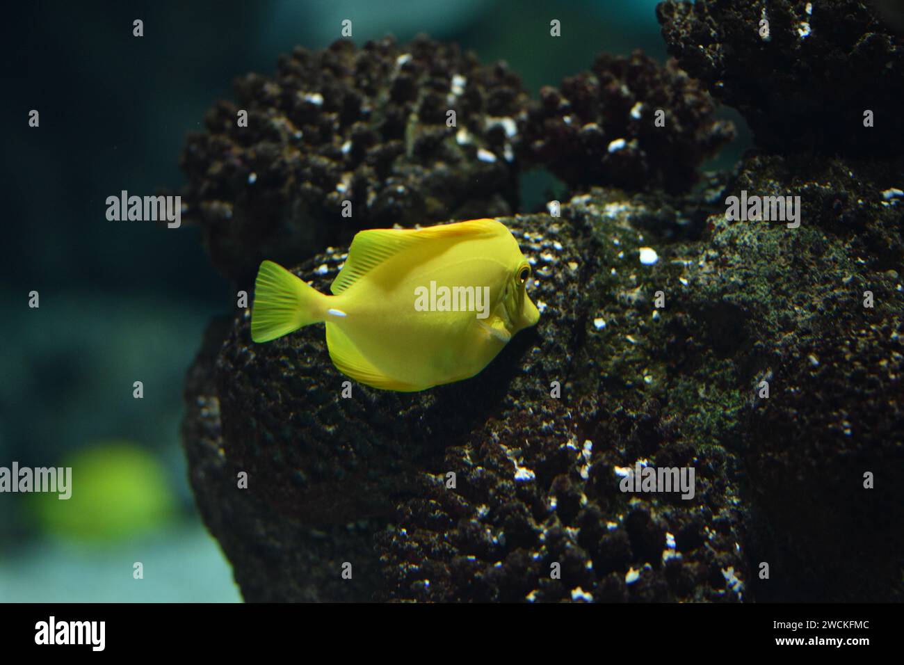 Aquarium wildlife hi-res stock photography and images - Alamy