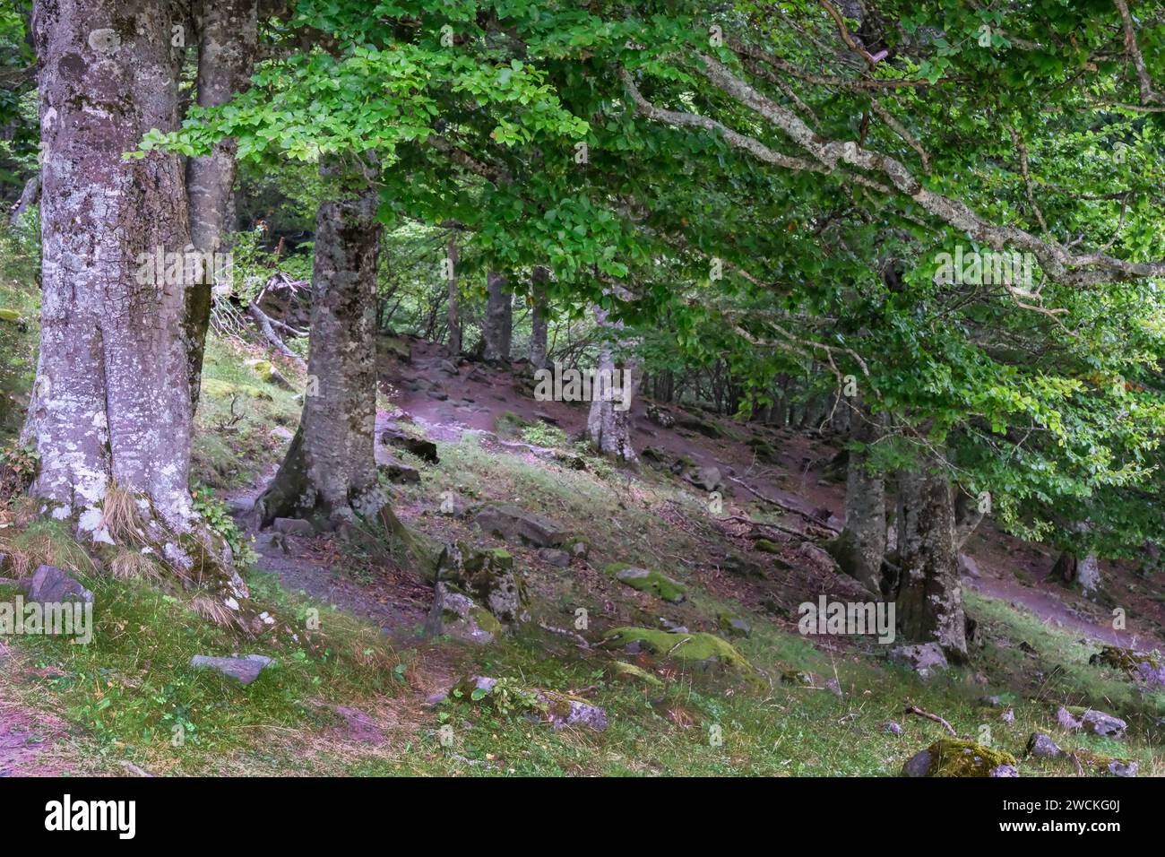 Aran Valley, Spain, forests, rivers, waterfalls, mountains Stock Photo ...