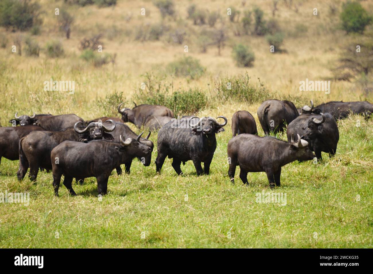herd of cape buffaloes in savannah, grassland Stock Photo - Alamy