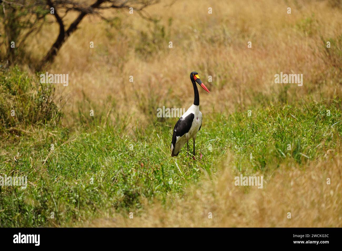 african saddle stork Stock Photo - Alamy