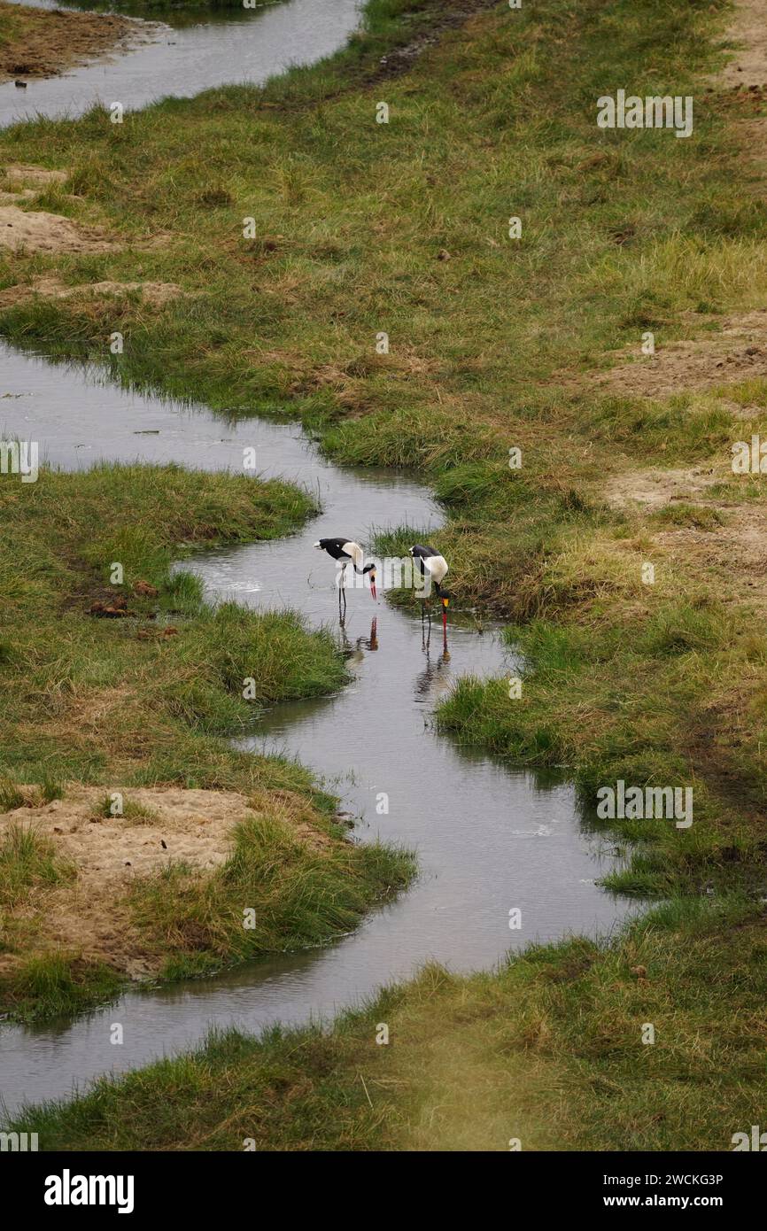 Five storks hi-res stock photography and images - Alamy