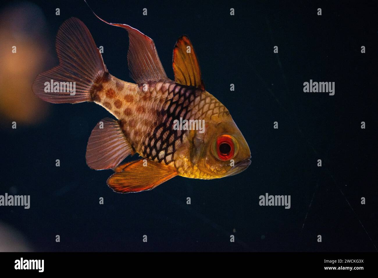 sharp image of fish in aquarium Stock Photo - Alamy