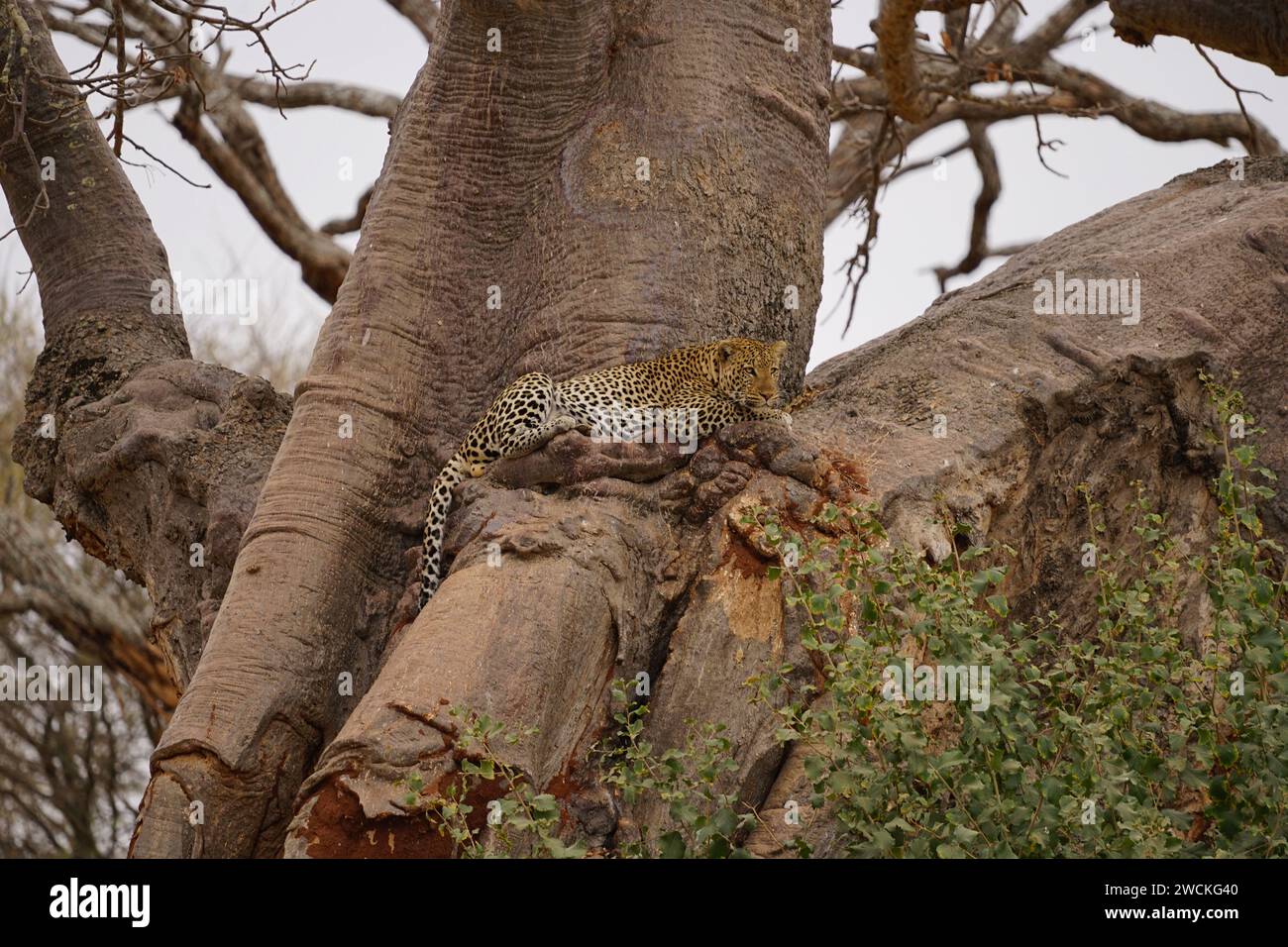 Leopard tree leaf hi-res stock photography and images - Alamy
