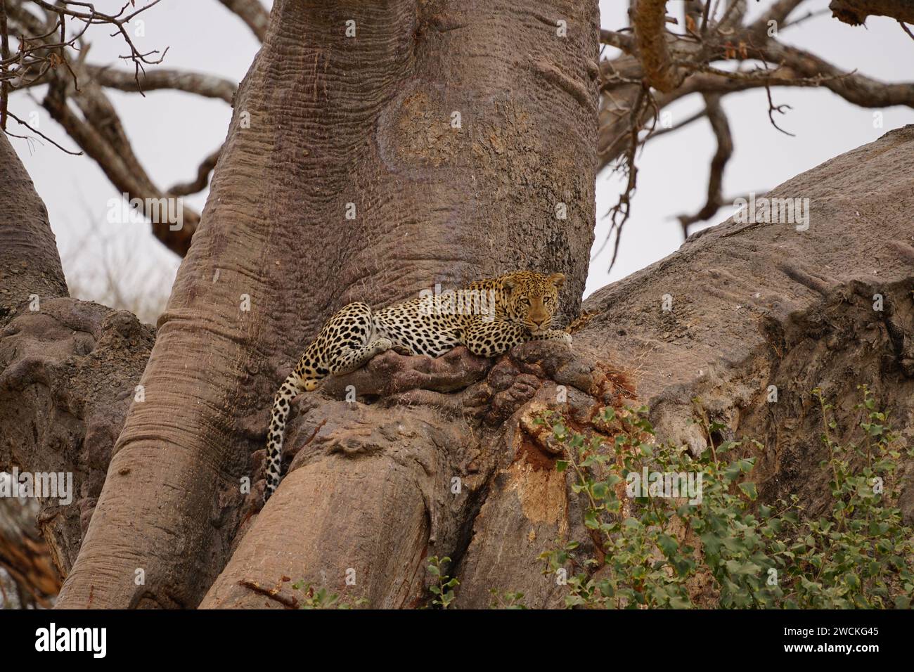 Leopard tree leaf hi-res stock photography and images - Alamy