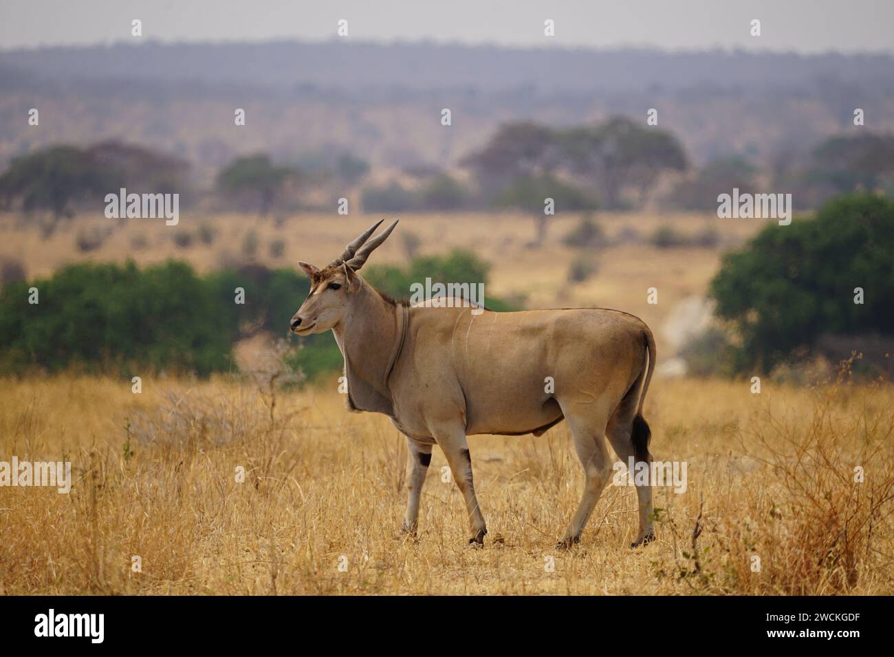 eland antelope in african savannah Stock Photo - Alamy