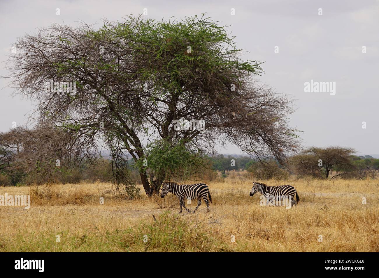 African savannah acacia hi-res stock photography and images - Alamy