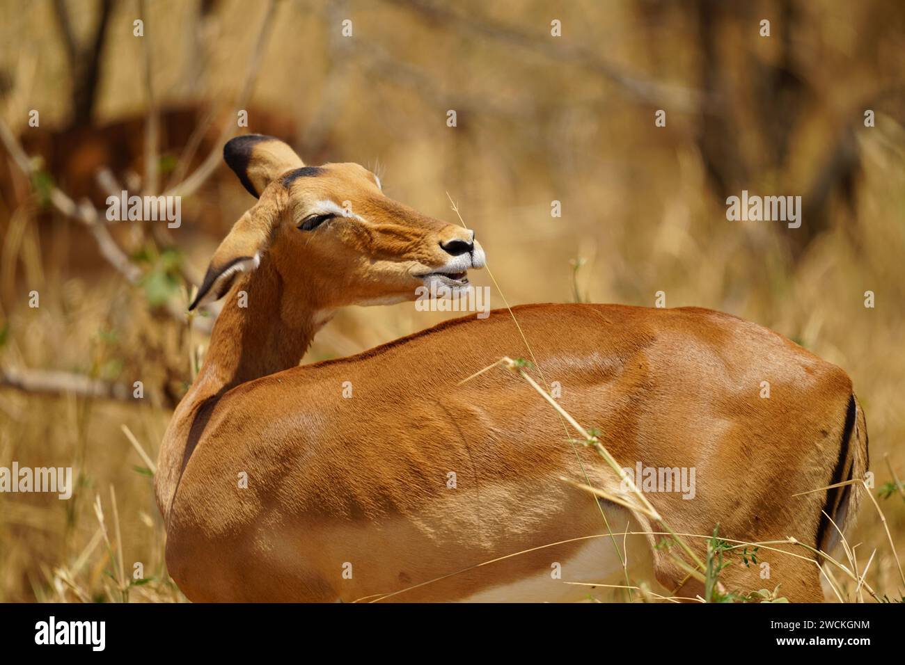 impala antelope in savanna Stock Photo - Alamy
