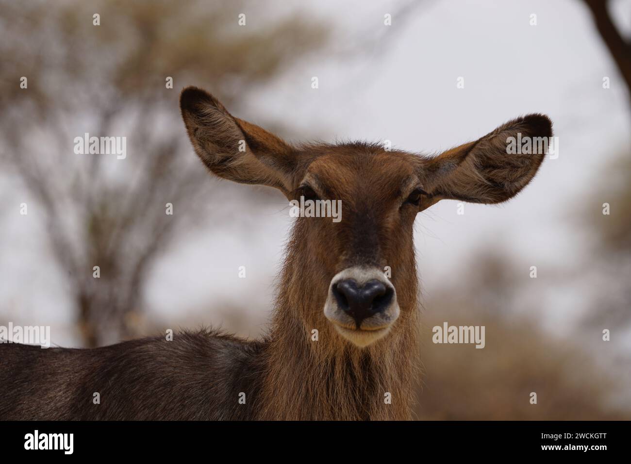 waterbuck, face, close up Stock Photo - Alamy