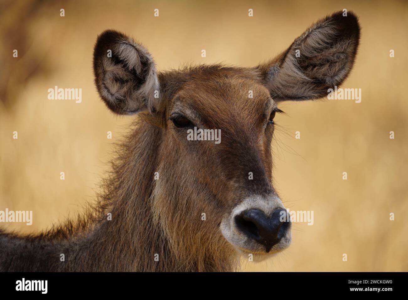 waterbuck, face, close up Stock Photo - Alamy
