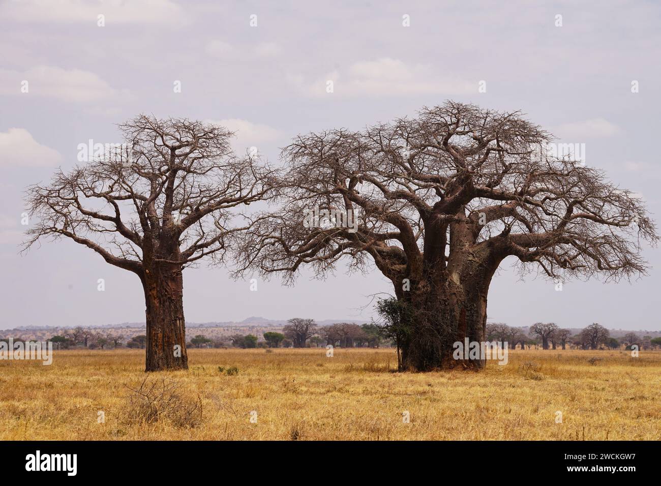What Eats Baobab Trees In The Savanna at Renetta Wallace blog