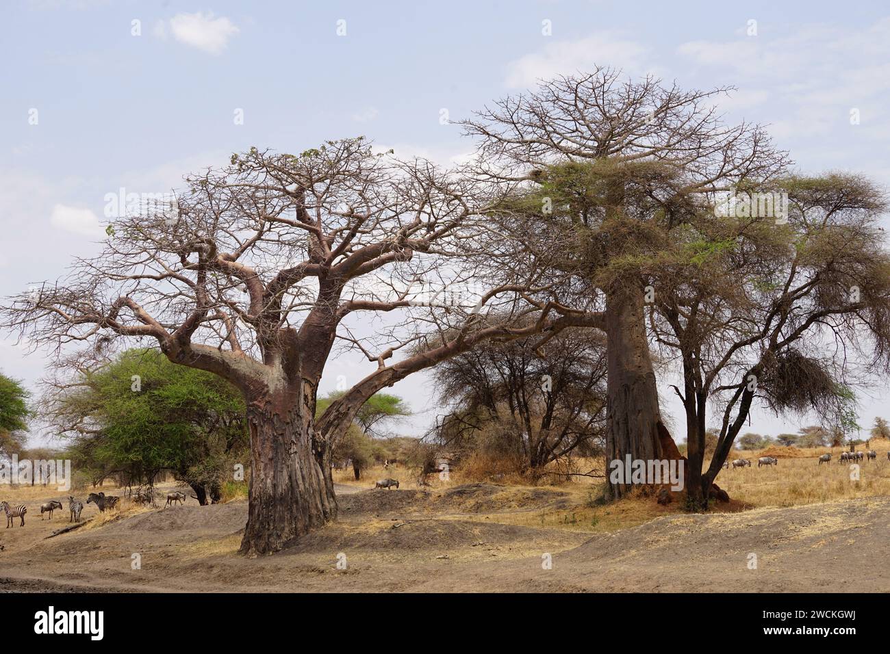 african savannah, baobab trees, acacias, zebras, gnus in background ...