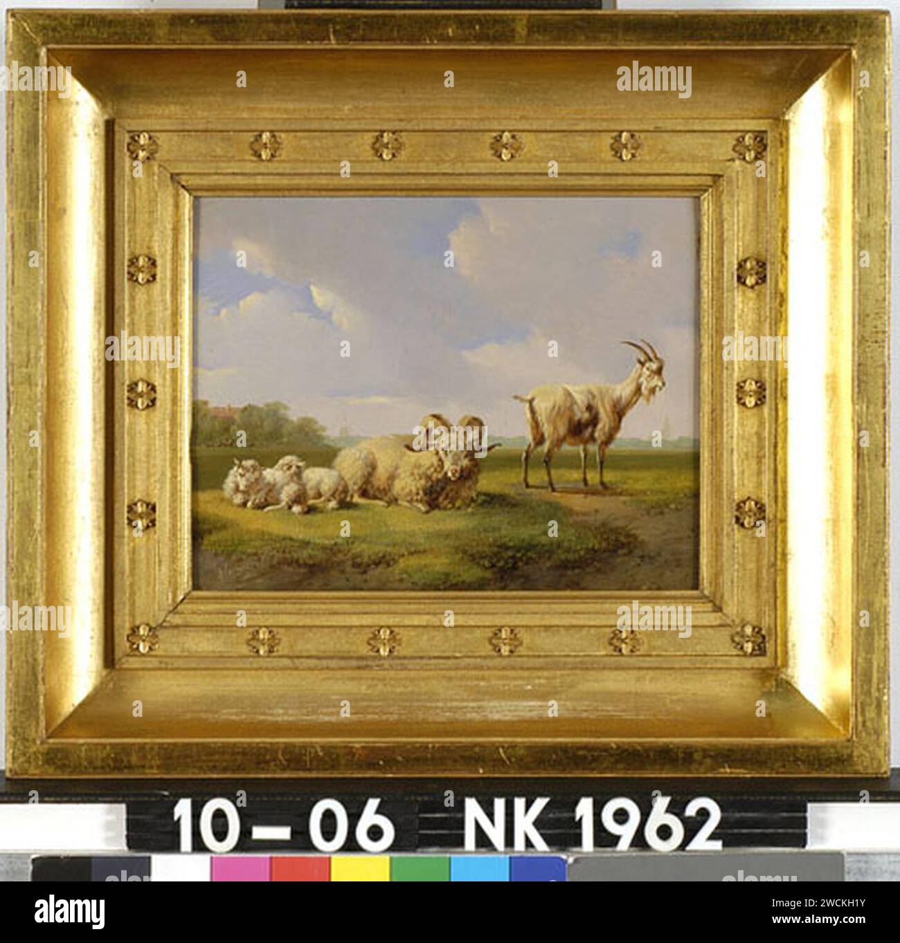 Schapen weide hi-res stock photography and images - Alamy