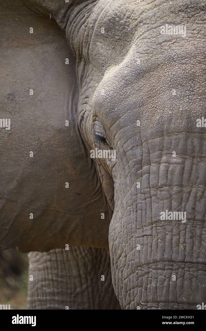 Frontal close up big african hi-res stock photography and images - Alamy