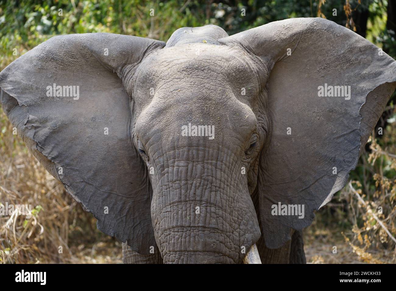 Ears big ears trees bush mammal hi-res stock photography and images - Alamy