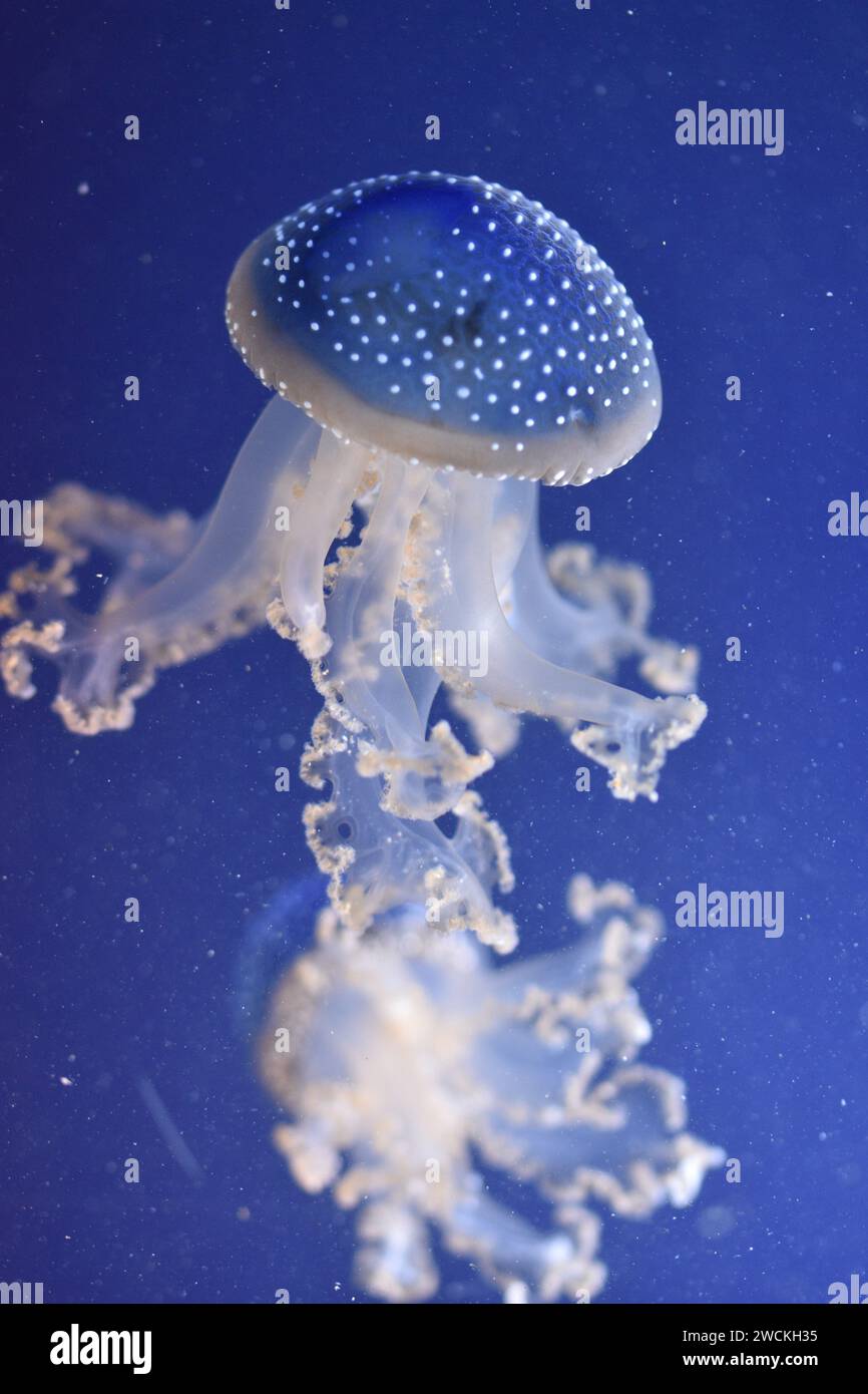 Close up image of jellyfish Stock Photo - Alamy