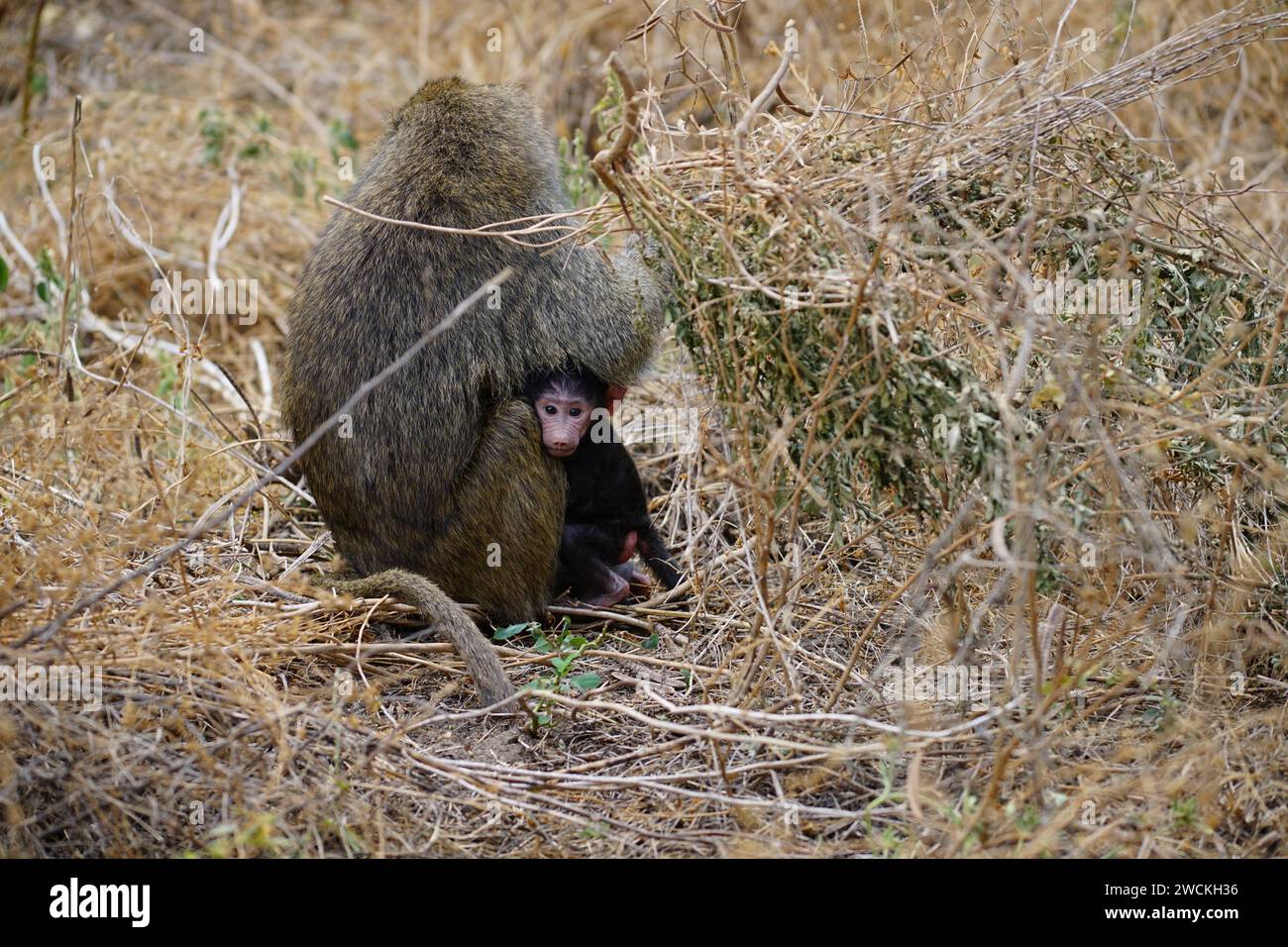 african wildlife, baboon mother and baby on grass Stock Photo - Alamy