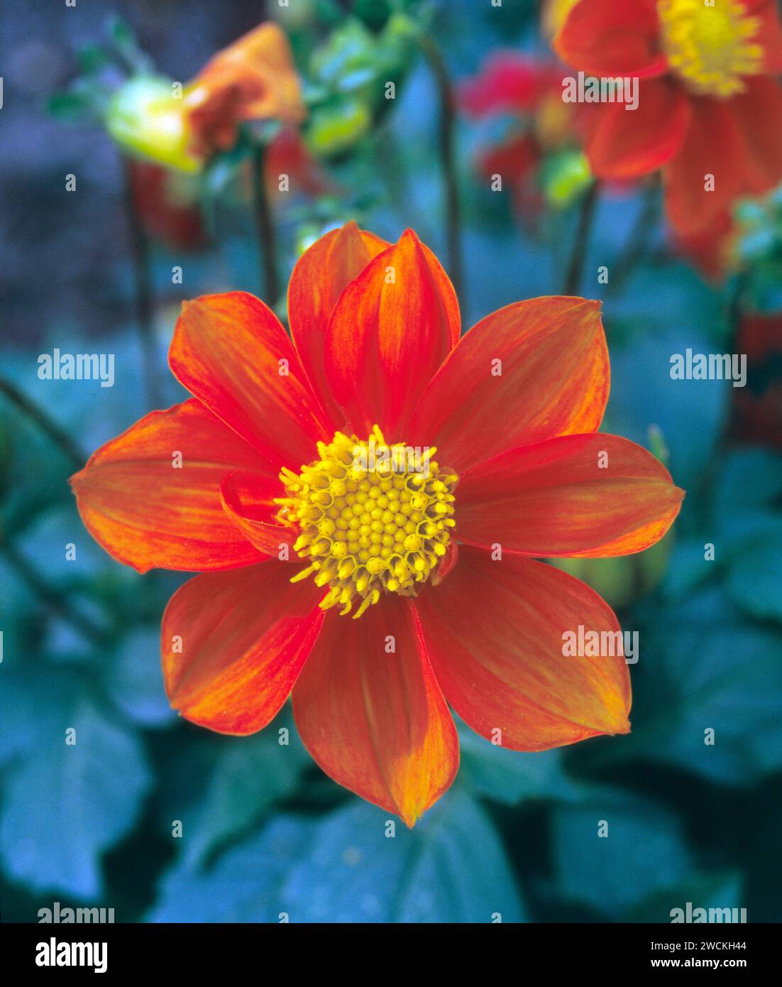 Rote Dahlienbluete einer Mignondahlie Dahlia pinnata Mignondahlie ...