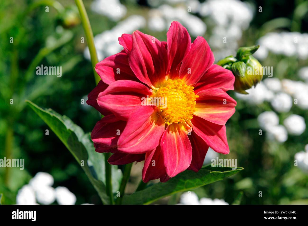 Rote Dahlienbluete einer Mignondahlie Dahlia pinnata Mignondahlie ...
