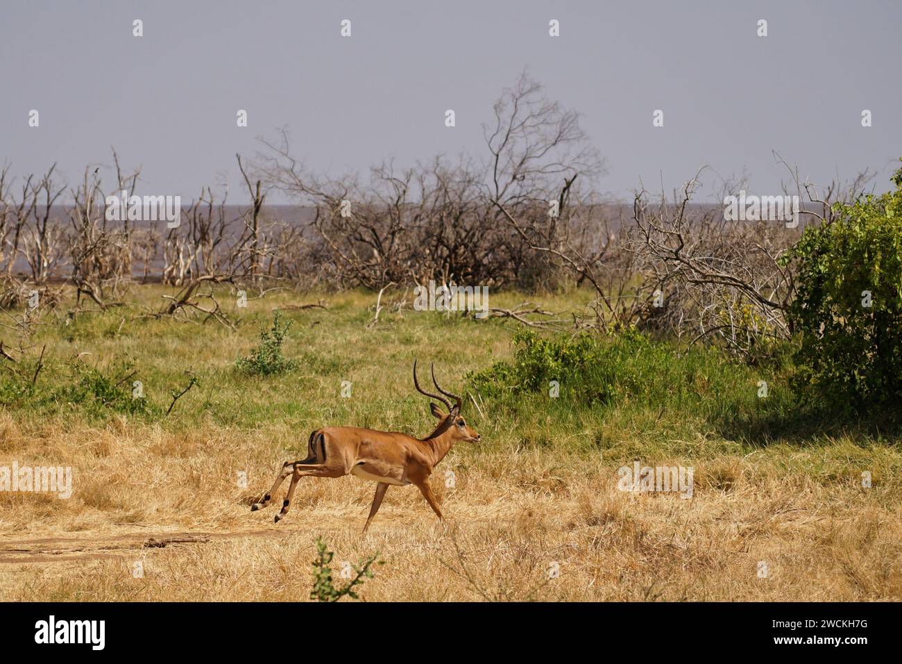running impala, african savannah, lake in background, he-goat Stock ...