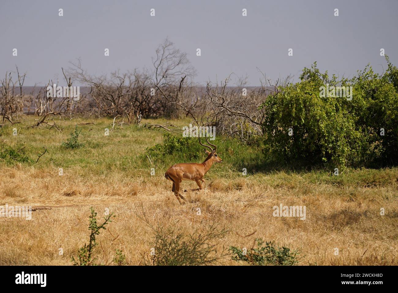 running impala, african savannah, lake in background, he-goat Stock ...
