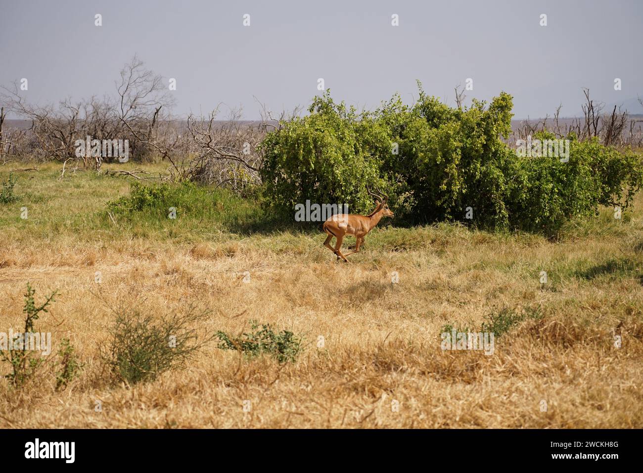 Fleeing goat hi-res stock photography and images - Alamy