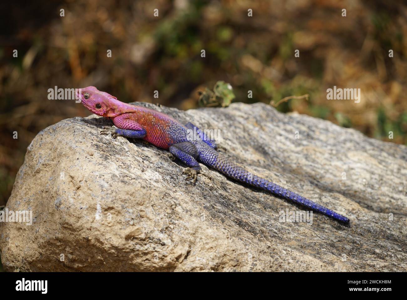 Mwanza flat-headed rock agama on rock Stock Photo - Alamy