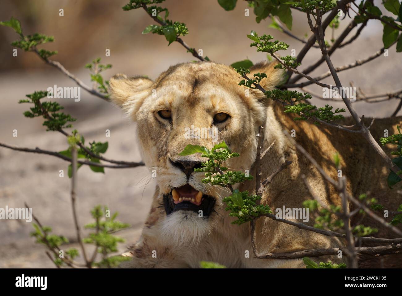 african wildlife, female lion, face close up Stock Photo - Alamy