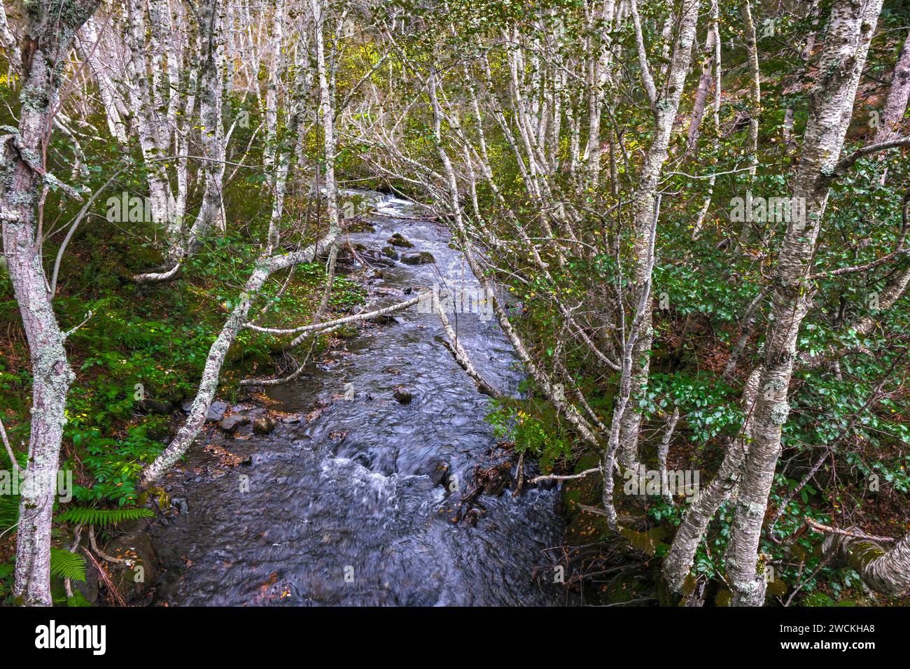 Aran Valley, Spain, forests, rivers, waterfalls, mountains Stock Photo ...