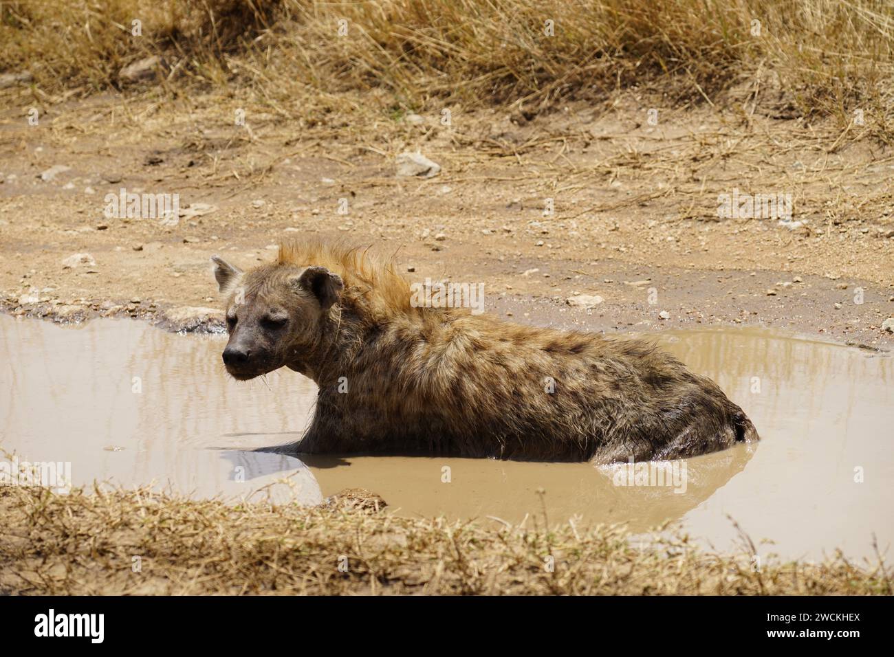 Dust puddle hi-res stock photography and images - Alamy