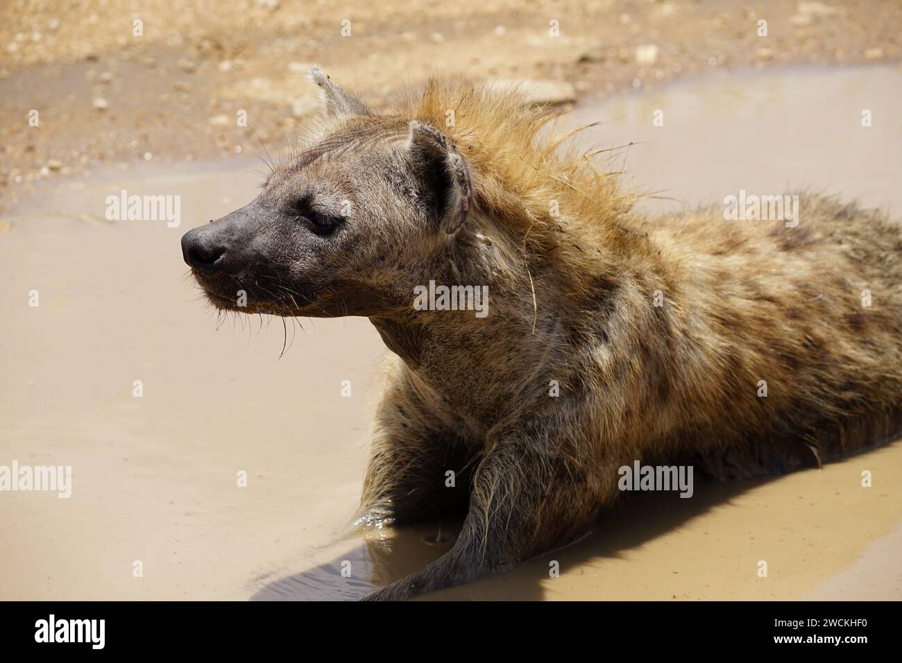 Spotted hyena bathing hi-res stock photography and images - Alamy