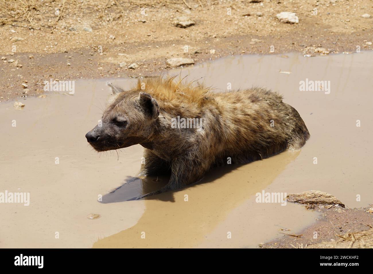 Spotted hyena bathing hi-res stock photography and images - Alamy