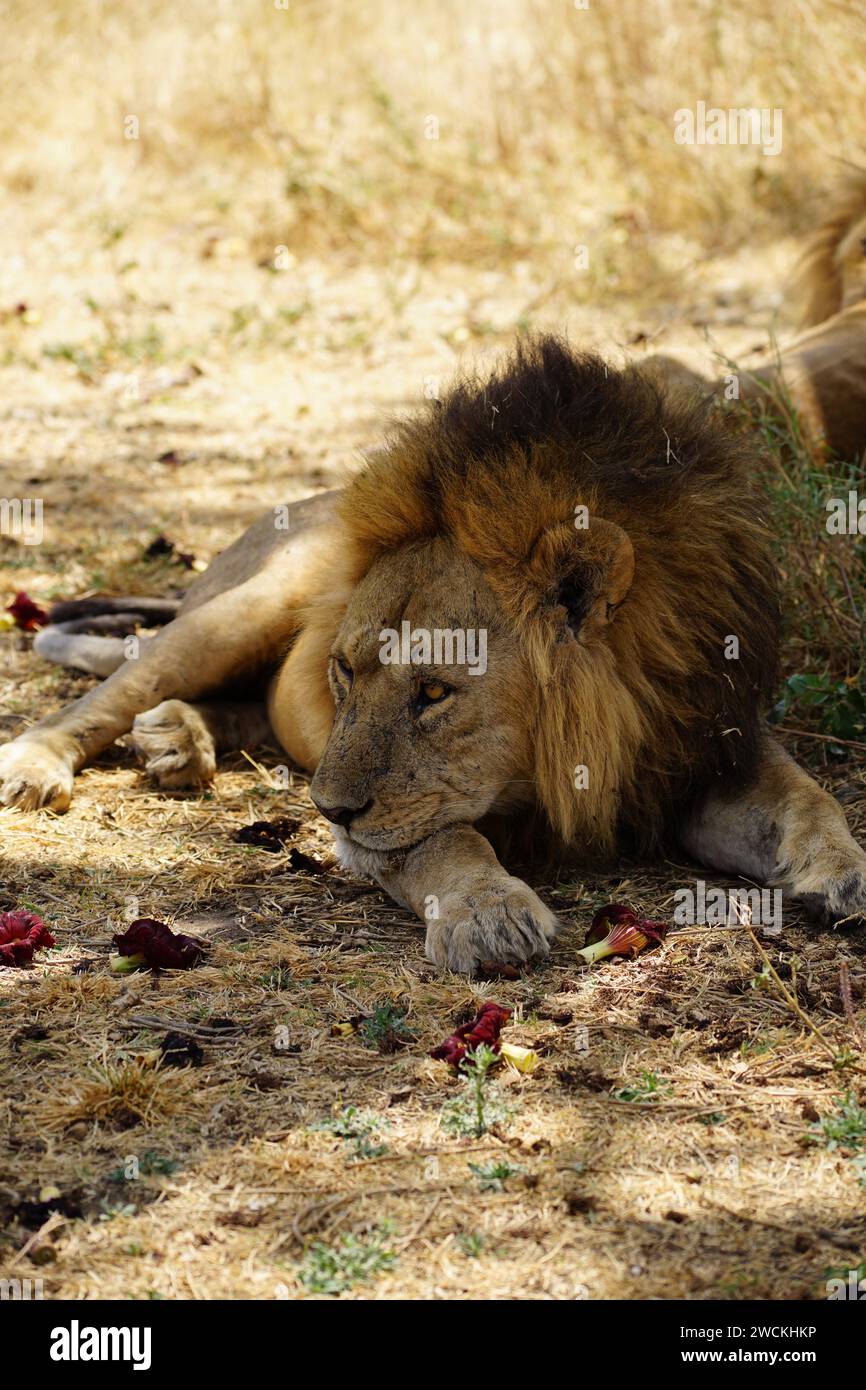 lion resting in african savannah Stock Photo - Alamy