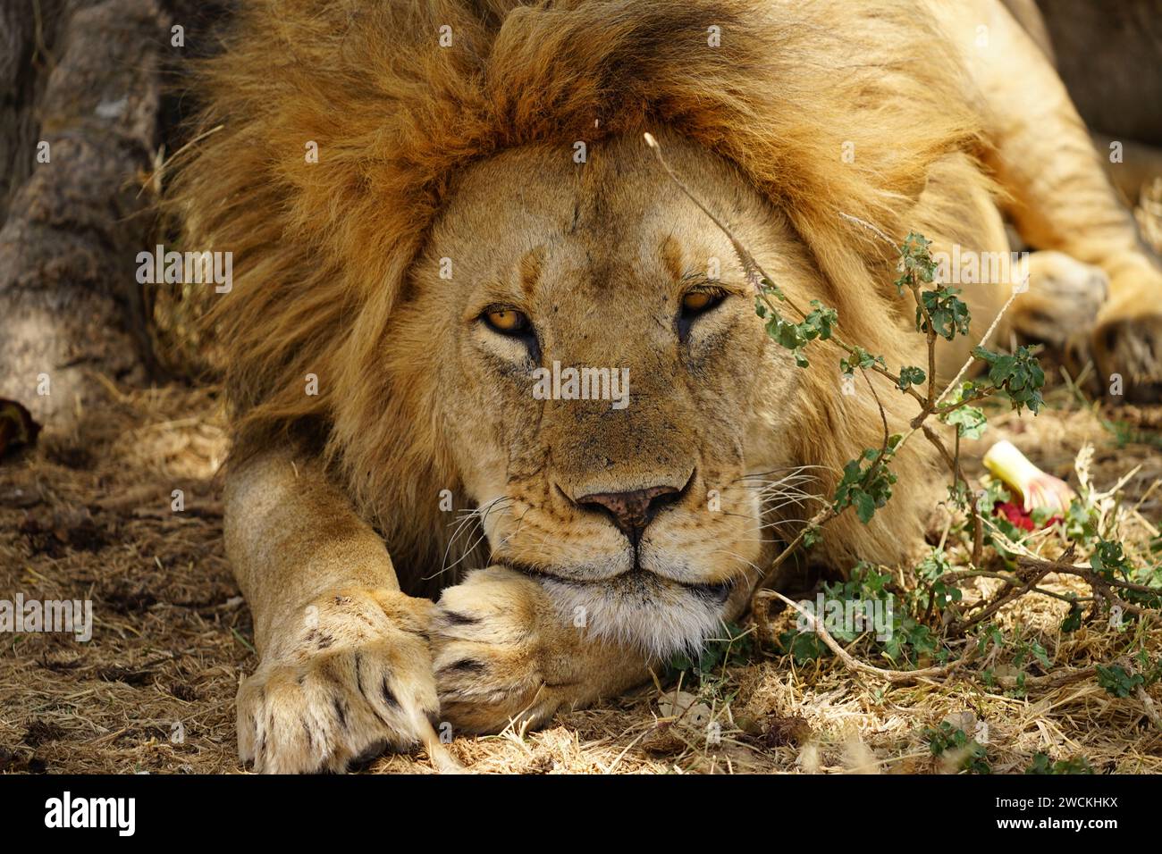 lion resting in african savannah Stock Photo - Alamy