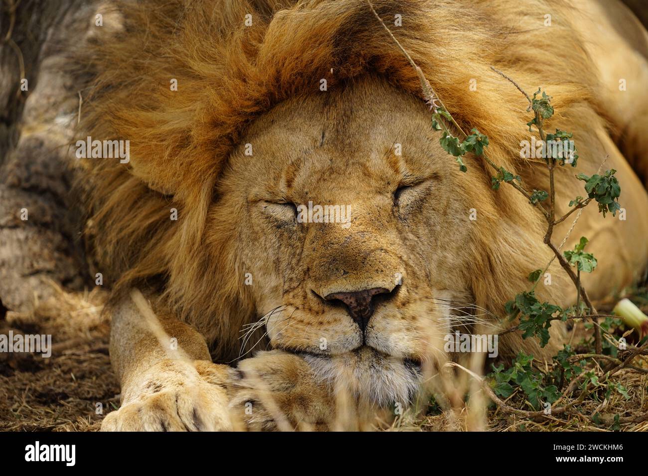 lion male resting, eyes closed Stock Photo - Alamy