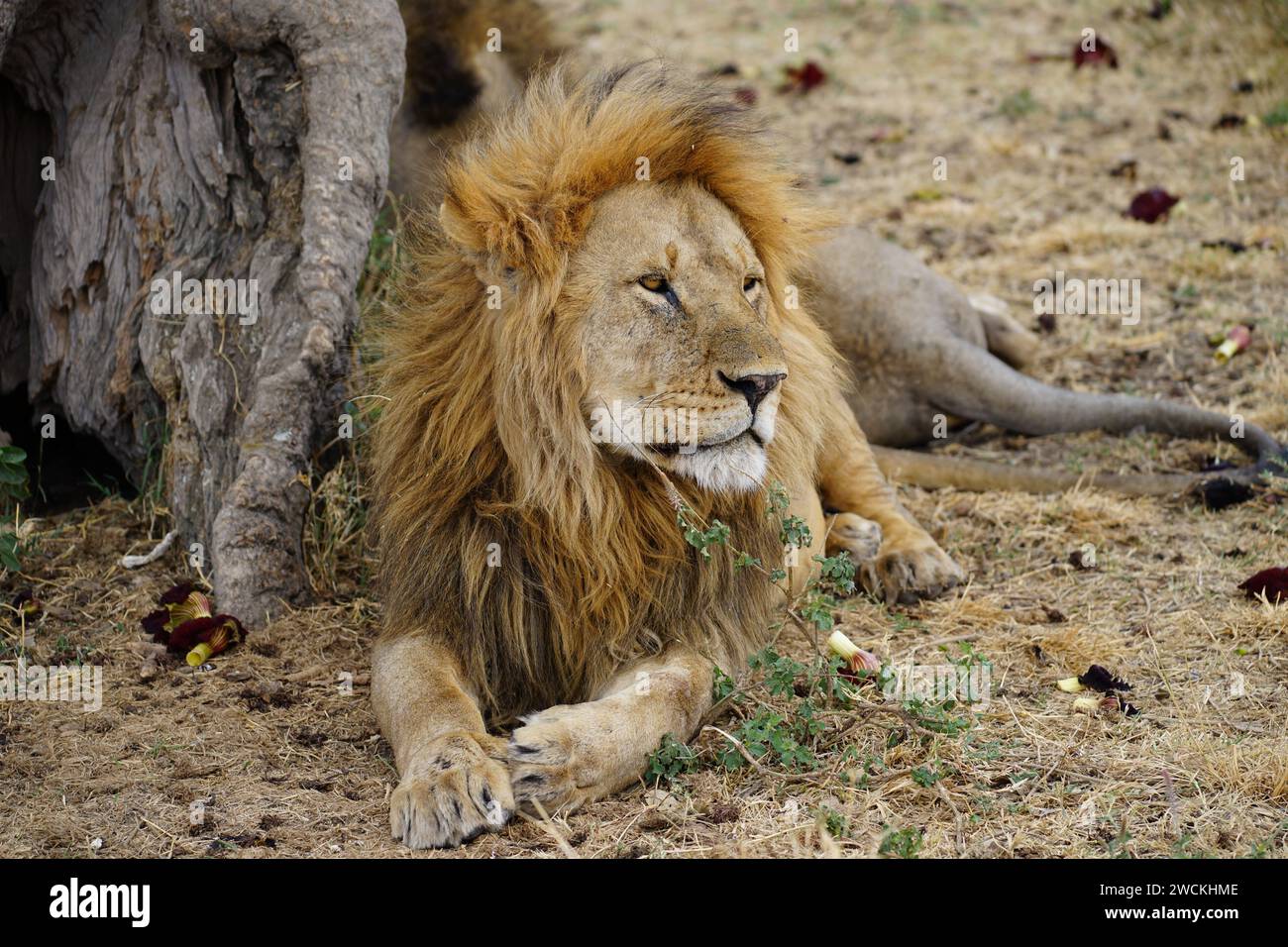 lion male resting next to tree in savannah Stock Photo - Alamy