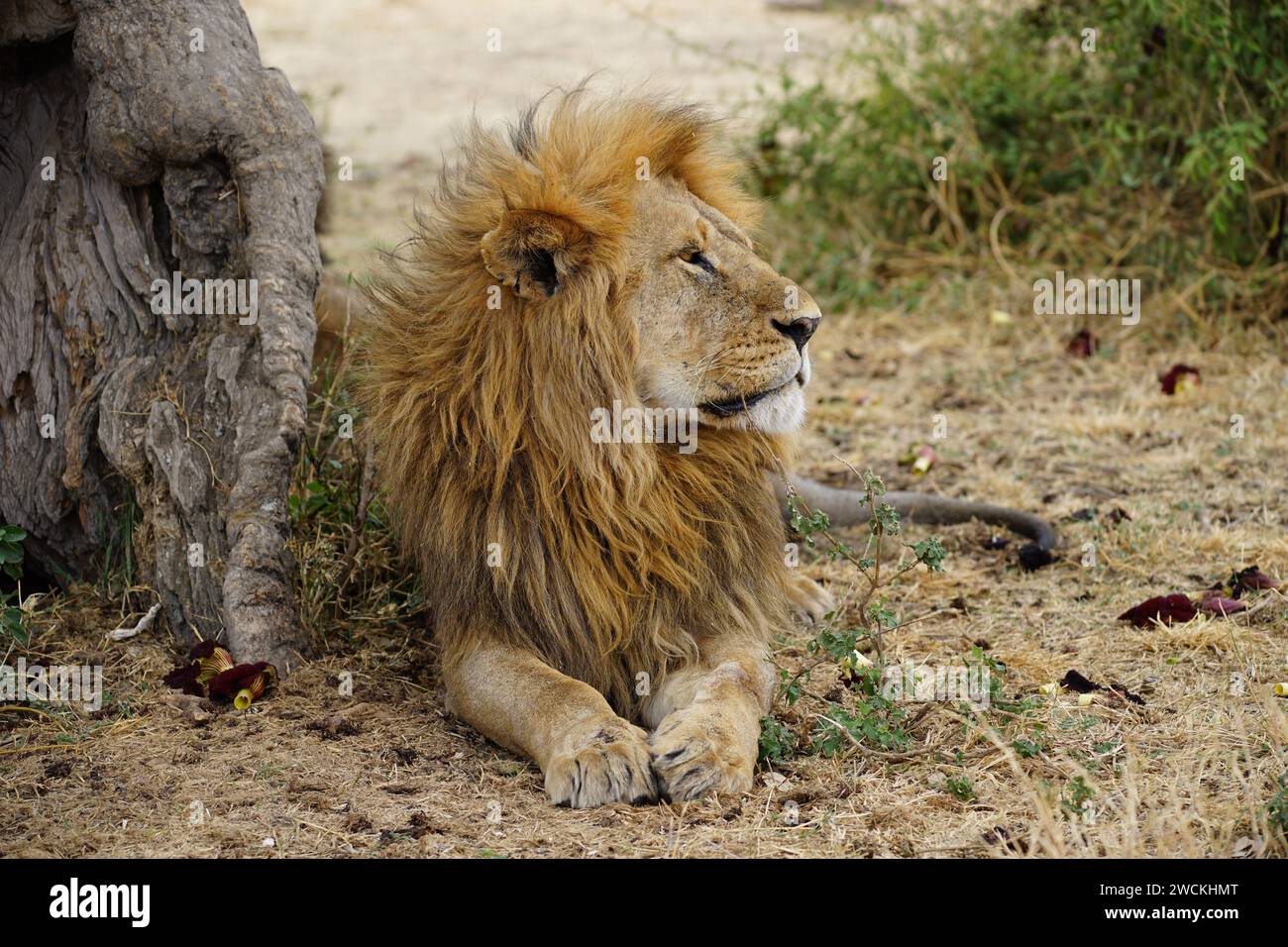 lion male resting next to tree in savannah Stock Photo - Alamy