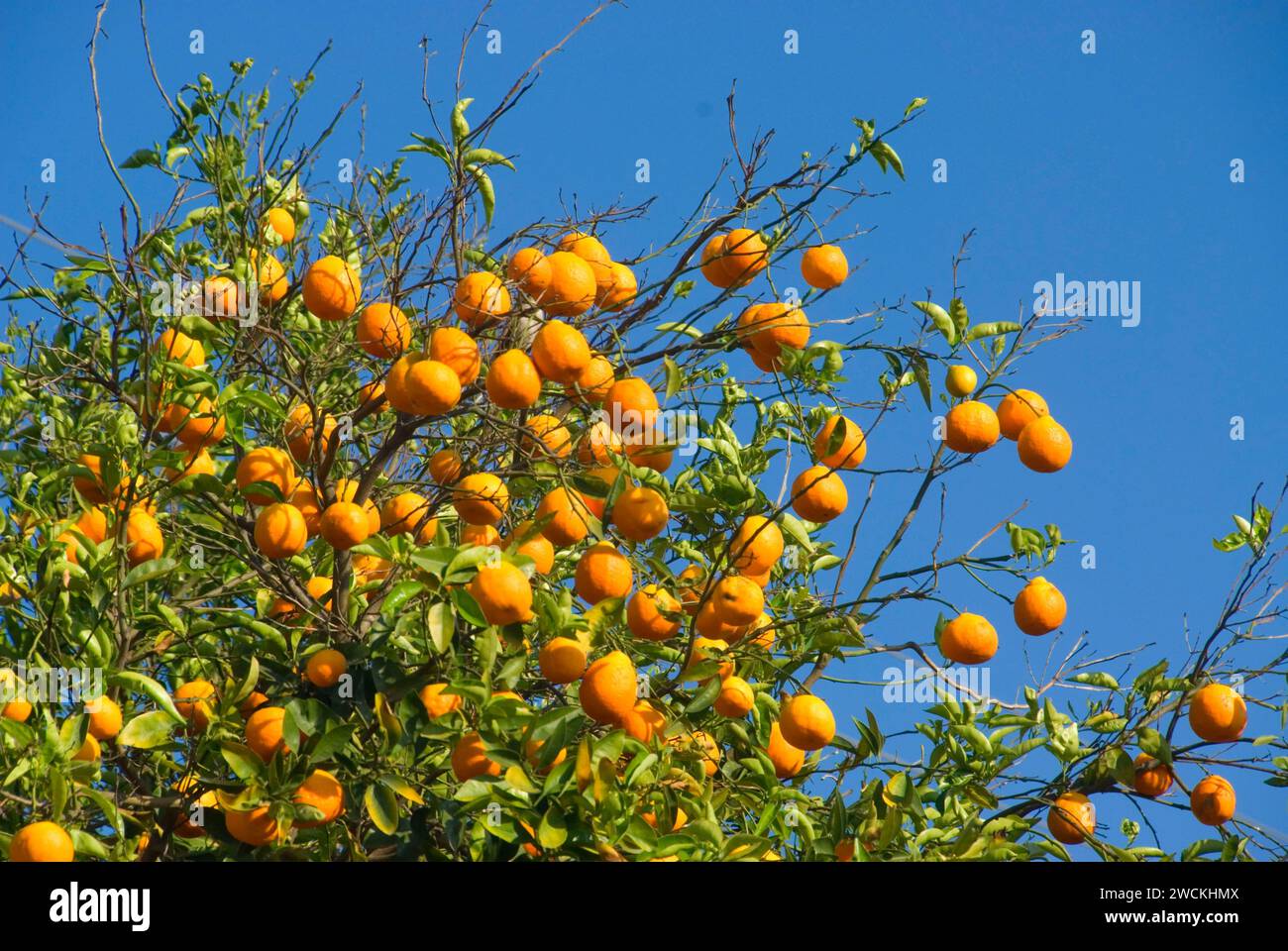 Oranges on tree in San Pasqual Valley, San Diego County, California ...