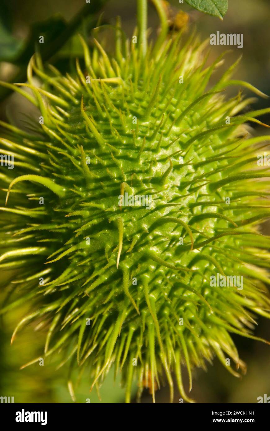 California Manroot (Marah fabaceus), Dos Picos Regional County Park ...