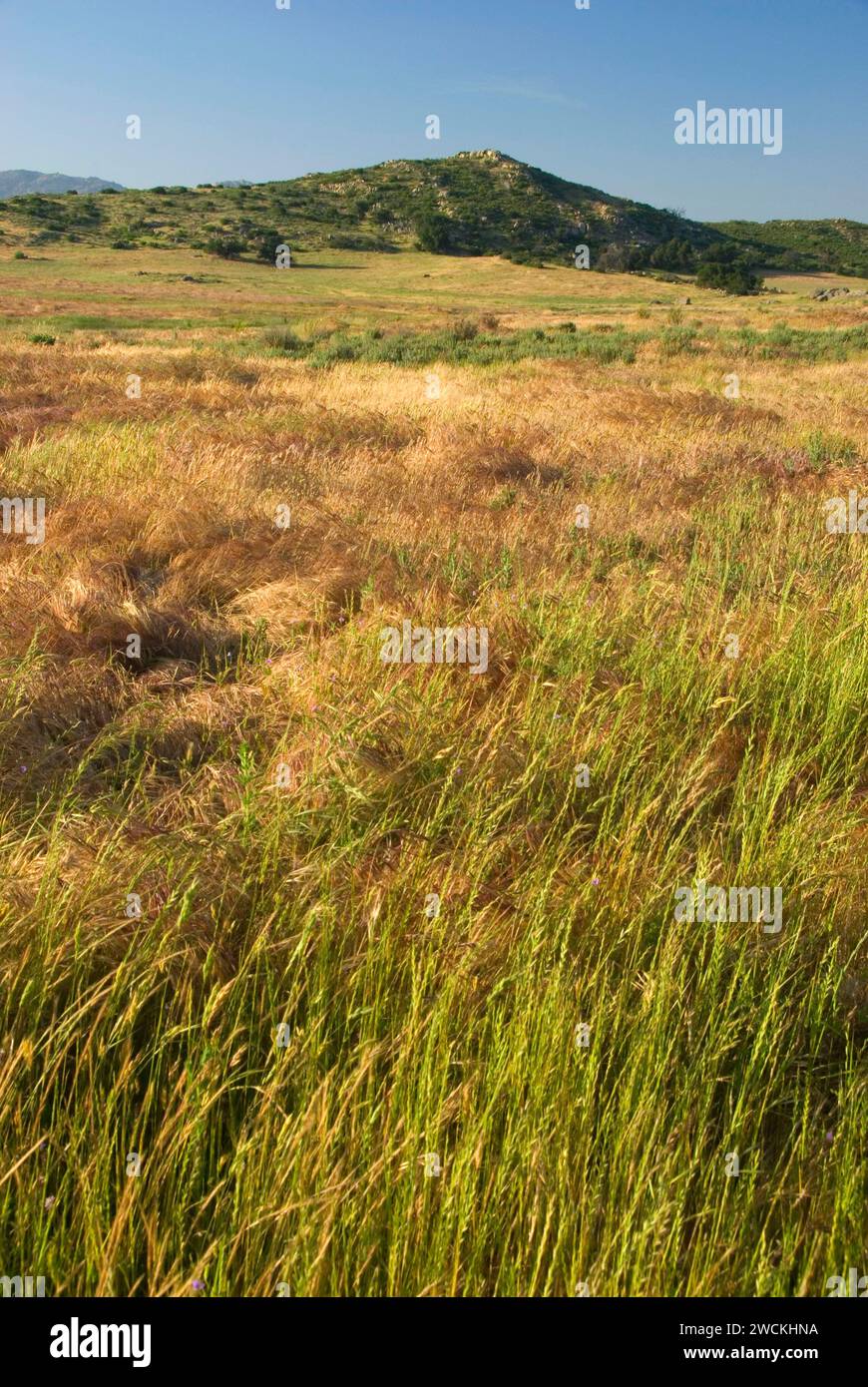 Grassland, Barnett Ranch Open Space Preserve, San Diego County ...